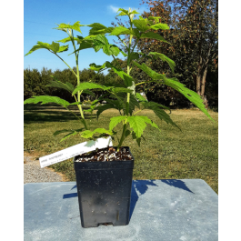 Potted Plant Raspberry Anne