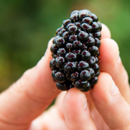 (SOLD OUT 2026 SEASON) Caddo Blackberry - Erect - Thornless