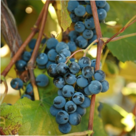 Concord SEEDED Table Grape - Blue-Seeds (SOLD OUT 2025 SEASON)
