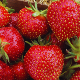 (SOLD OUT 2026 SEASON) Galletta Strawberry - June Bearer - Early Season ...