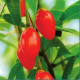 Goji Berry - Bare Root Plant (SOLD OUT 2025 SEASON)