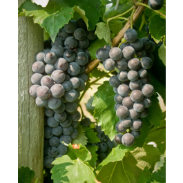 Everest SEEDLESS Table Grape - Blue-Seedless
