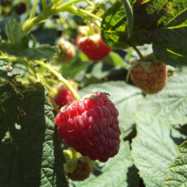 Heritage Red Raspberry - Fall Everbearing (SOLD OUT 2025 SEASON)