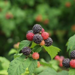 Jewel Black Raspberry - .Summer (SOLD OUT 2025 SEASON)