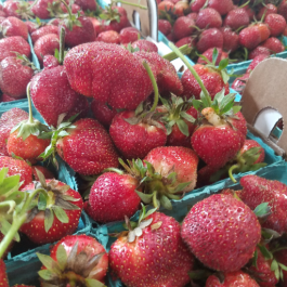 Jewel Strawberry