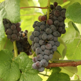 Mars Table Grape - Blue-Seedless (SOLD OUT 2025 SEASON)