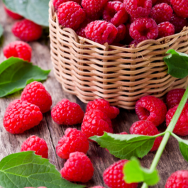 Raspberry Summer Collection (9 plants total) (SOLD OUT 2025 SEASON)