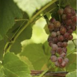 Reliance Table Grape - Red-Seedless