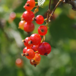 Rovada - Red Currant (SOLD OUT 2025 SEASON)
