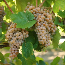 Traminette Wine Grape - White (SOLD OUT 2025 SEASON)