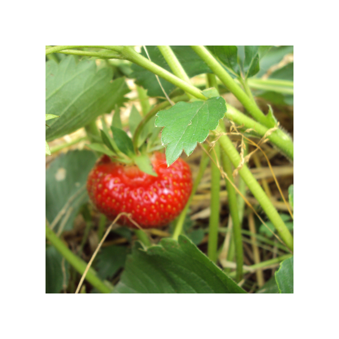 repeat fruiting strawberries