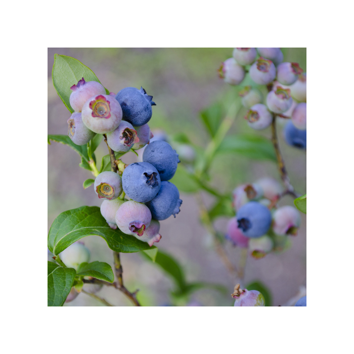 Blueberry Bush Transparent Background 10,000+ Free Blueberry Bush