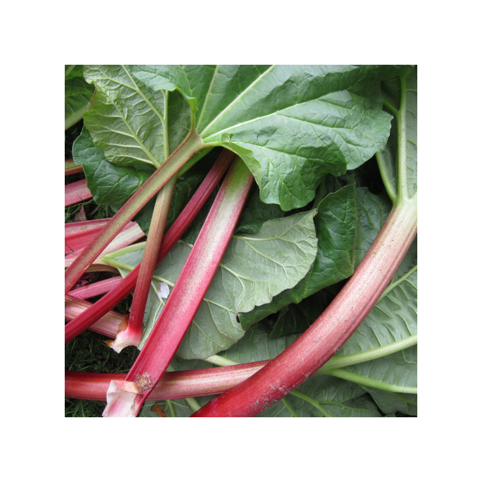 square root rhubarb