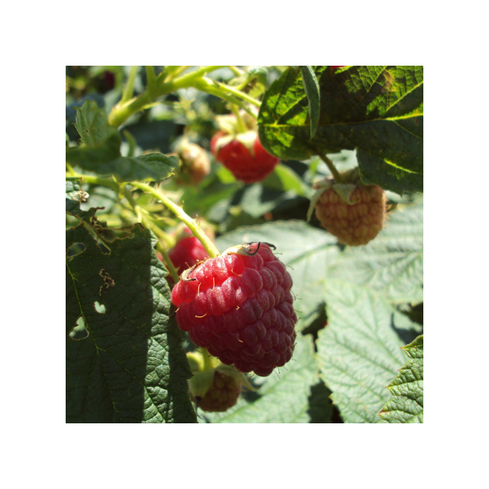 raspberry bushes fall care