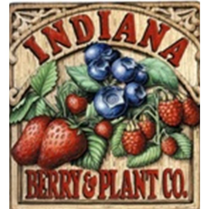 purple raspberry glencoe