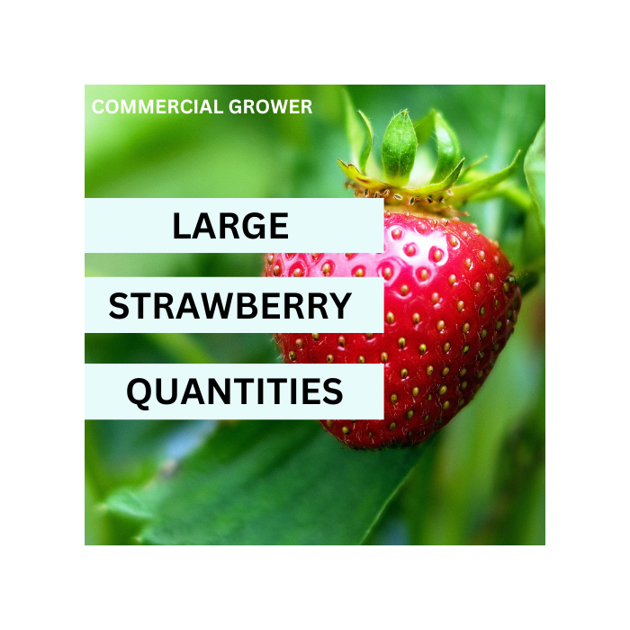 Jewel Strawberry