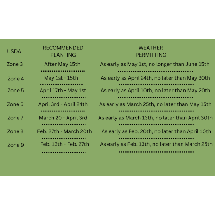 black raspberry fruiting time