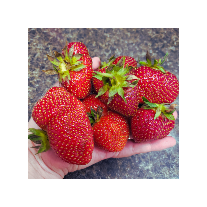 strawberry collection